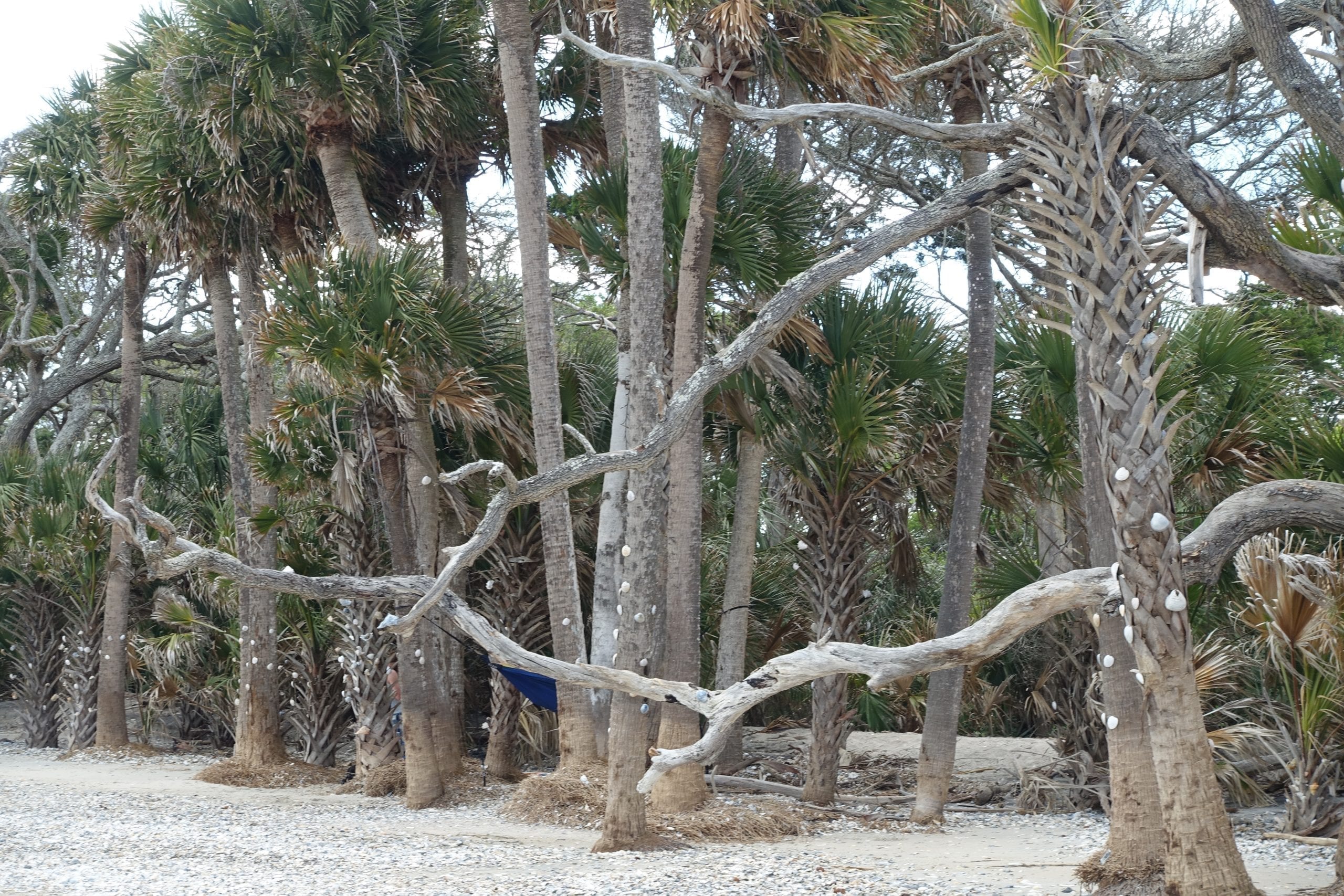 Botany Bay, SC - Sylvie's Adventures