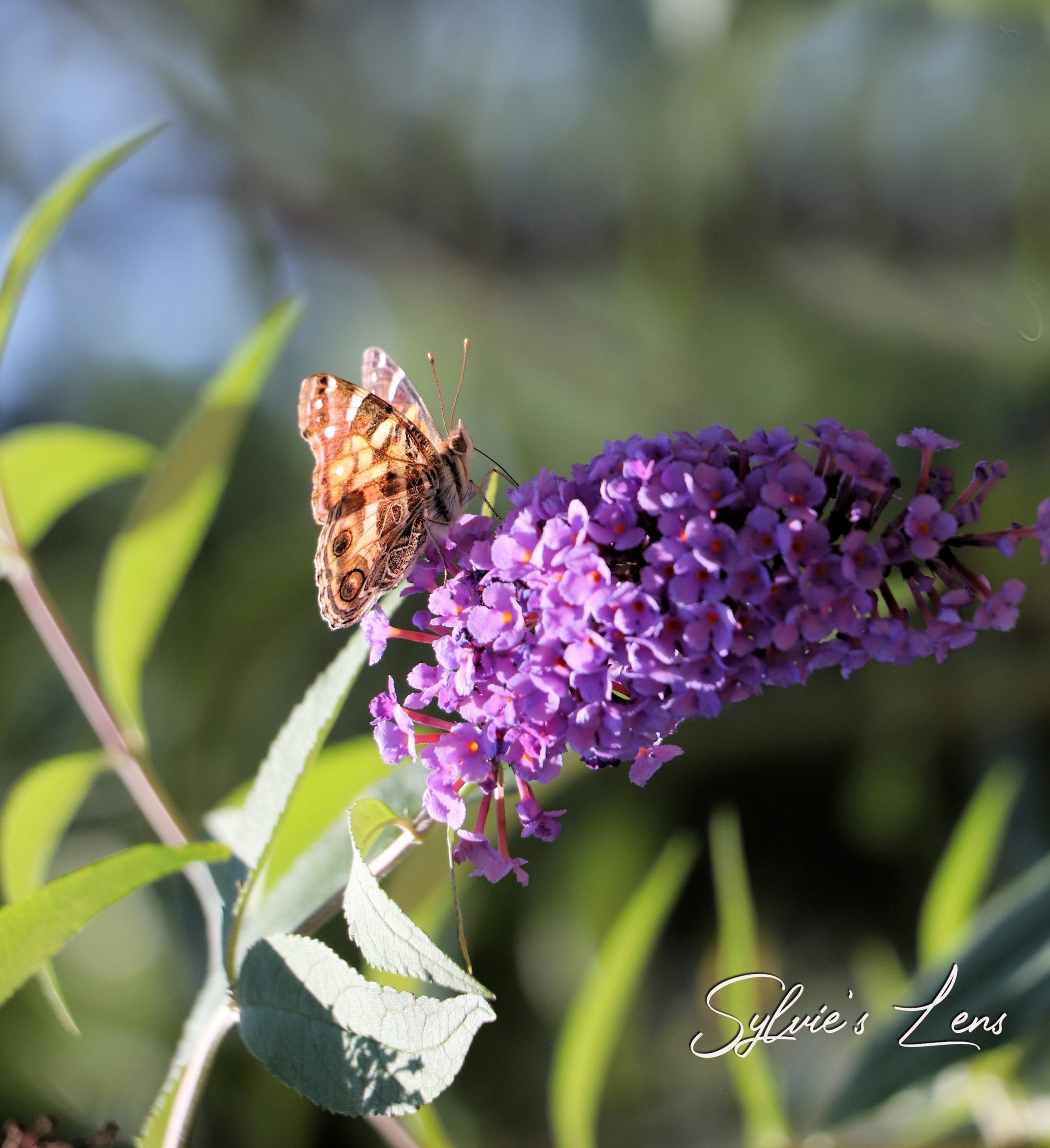 Silver Bluff Audubon Center, SC - Sylvie's Adventures