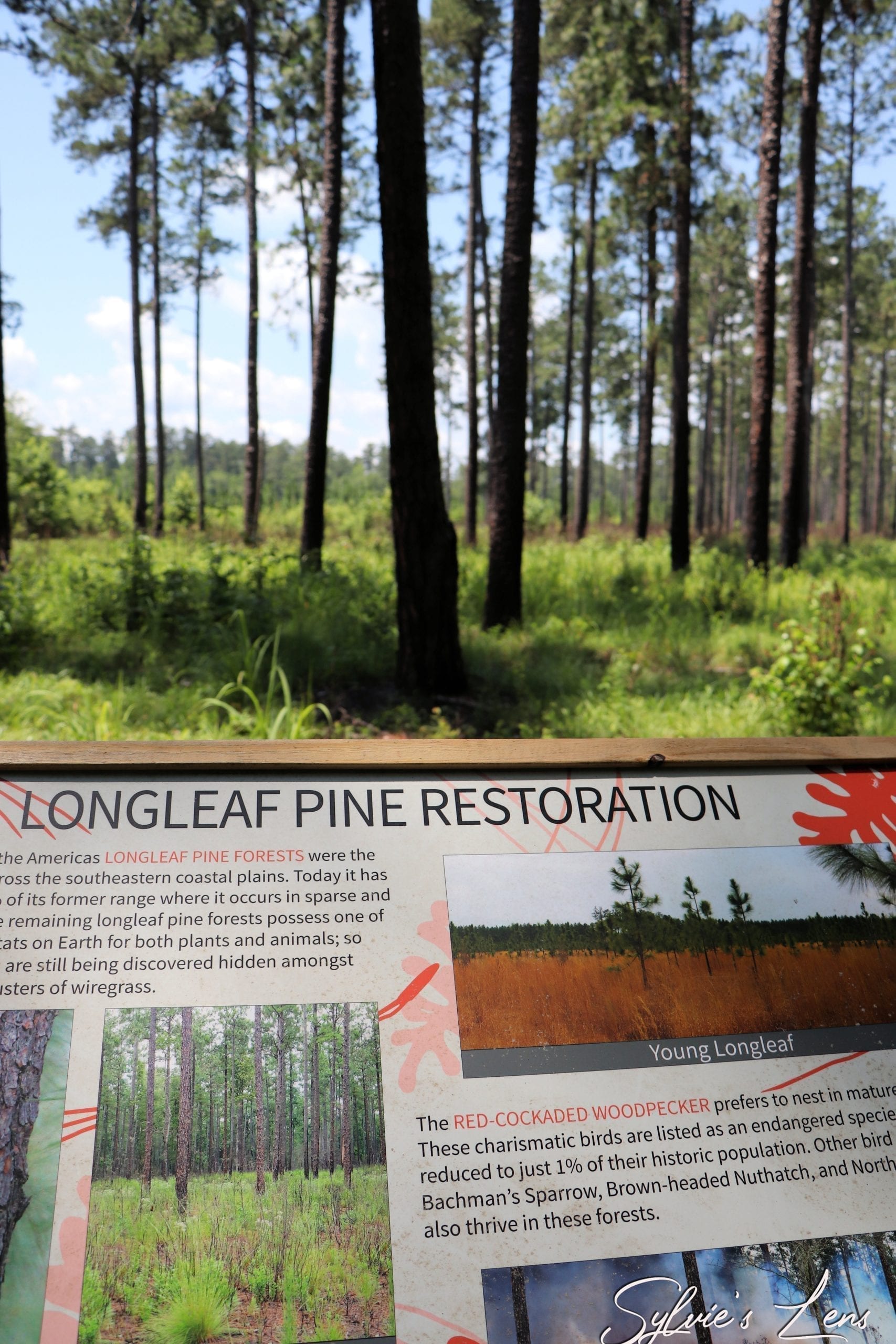 Silver Bluff Audubon Center, SC - Sylvie's Adventures