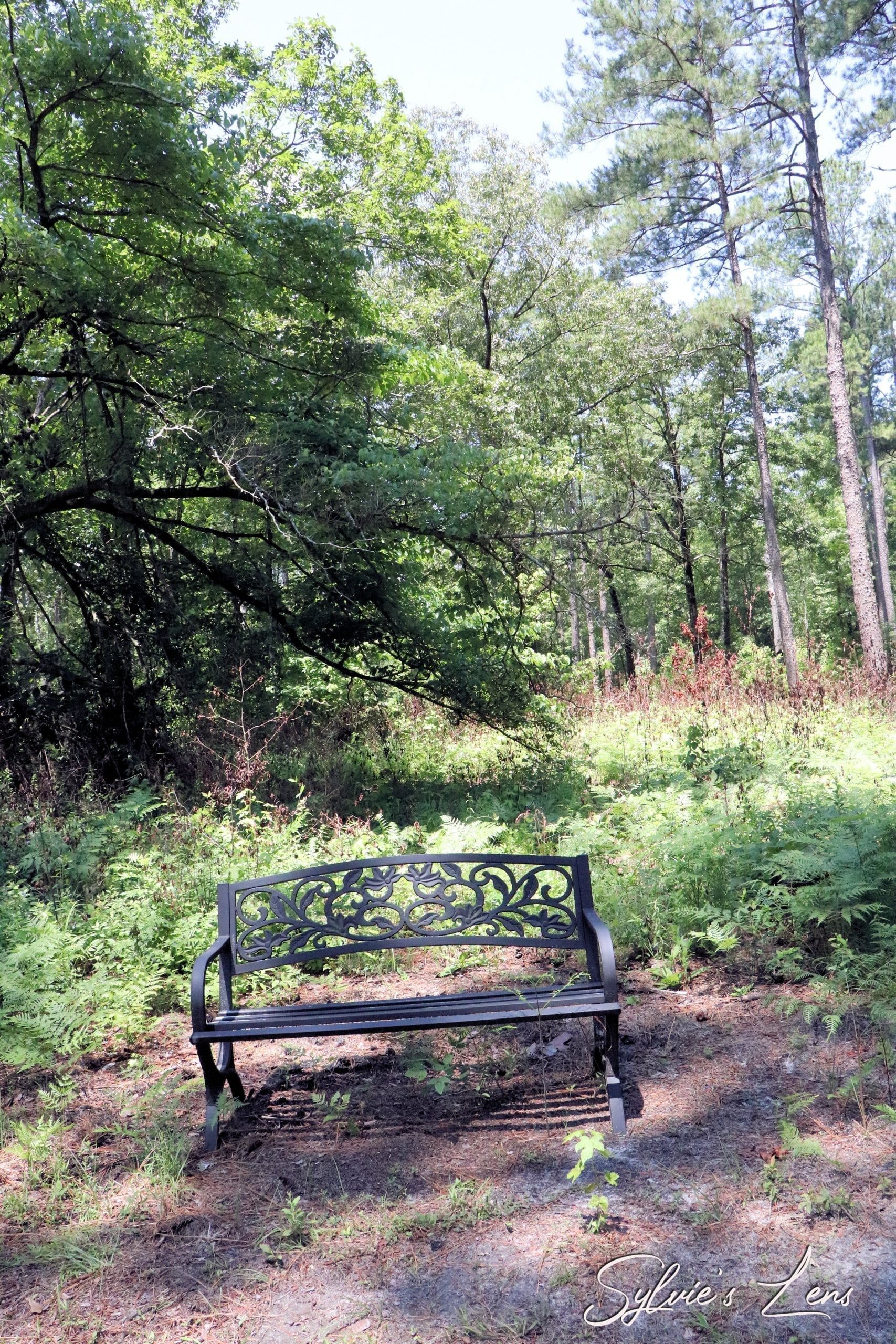 Silver Bluff Audubon Center, SC - Sylvie's Adventures