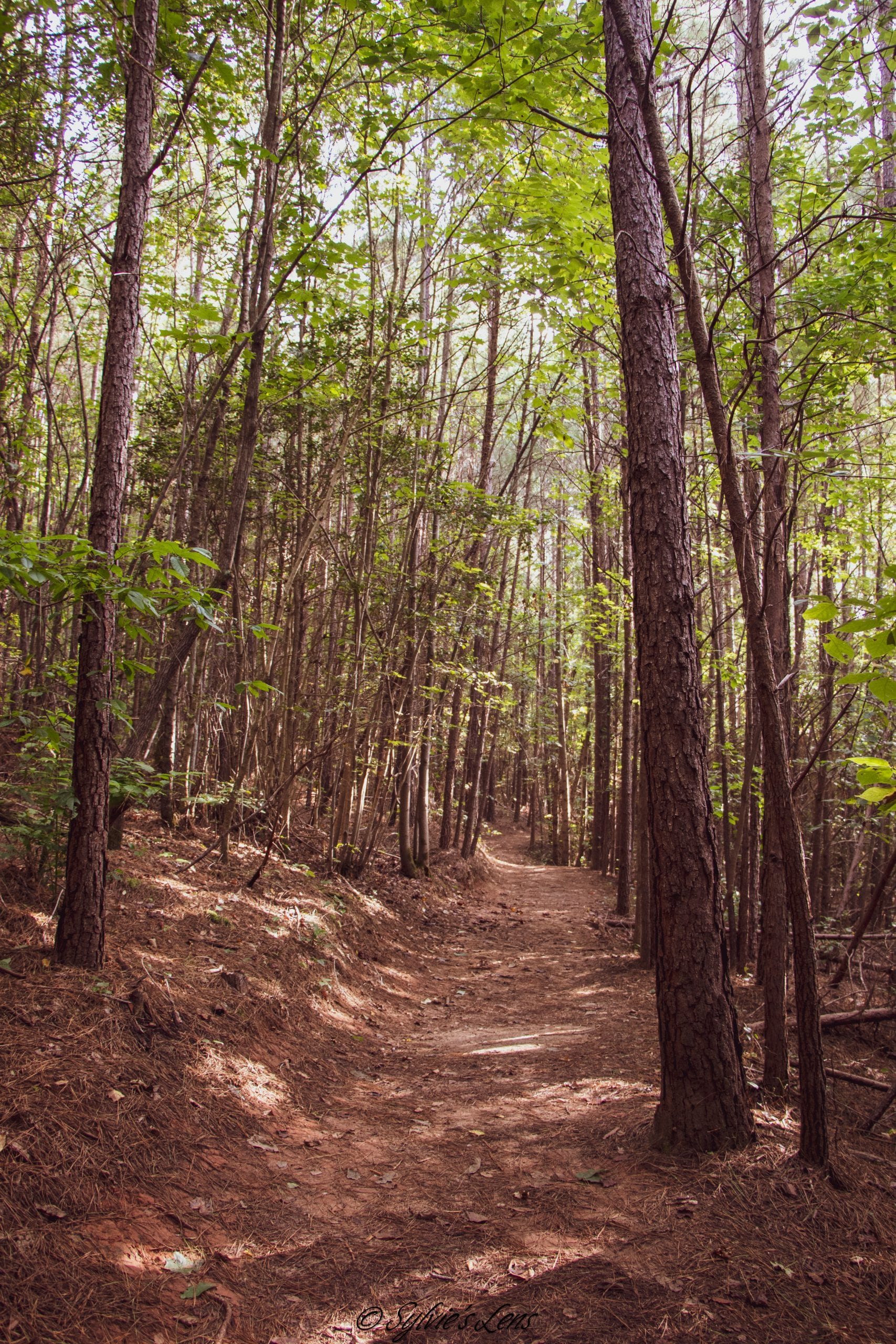 Chestnut Ridge Heritage Preserve WMA, SC – Sylvie's Adventures