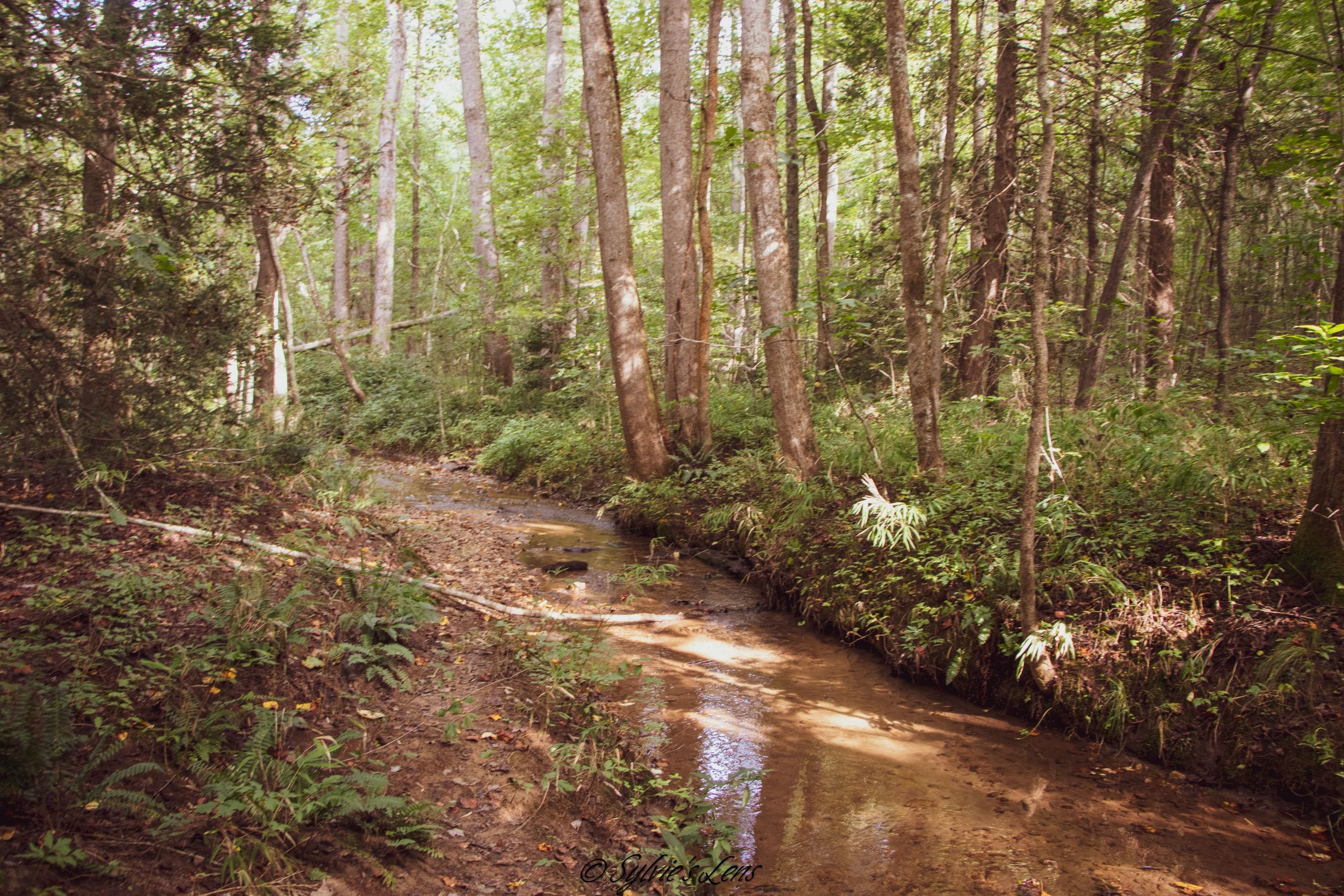 Chestnut Ridge Heritage Preserve WMA, SC – Sylvie's Adventures