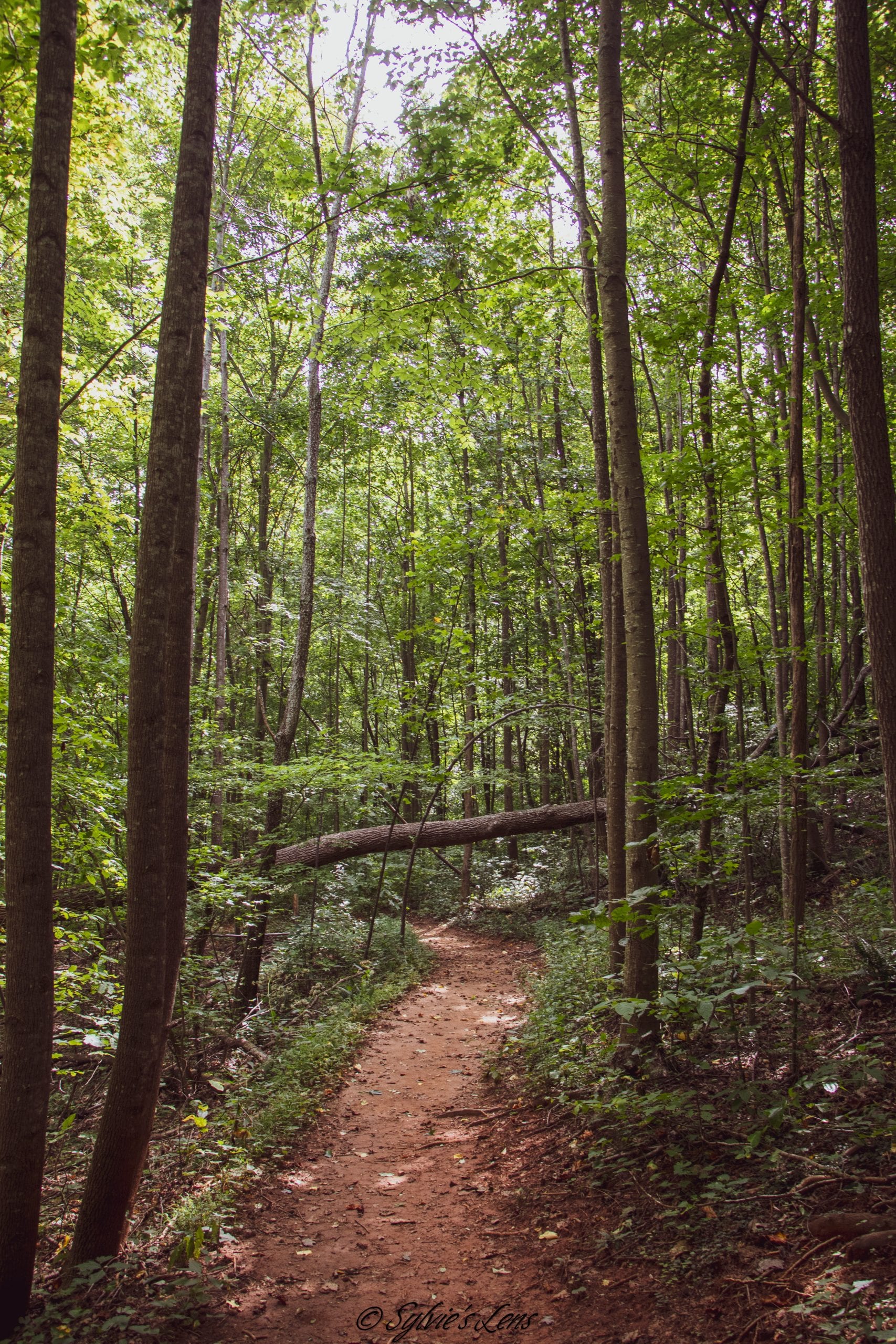 Chestnut Ridge Heritage Preserve WMA, SC – Sylvie's Adventures