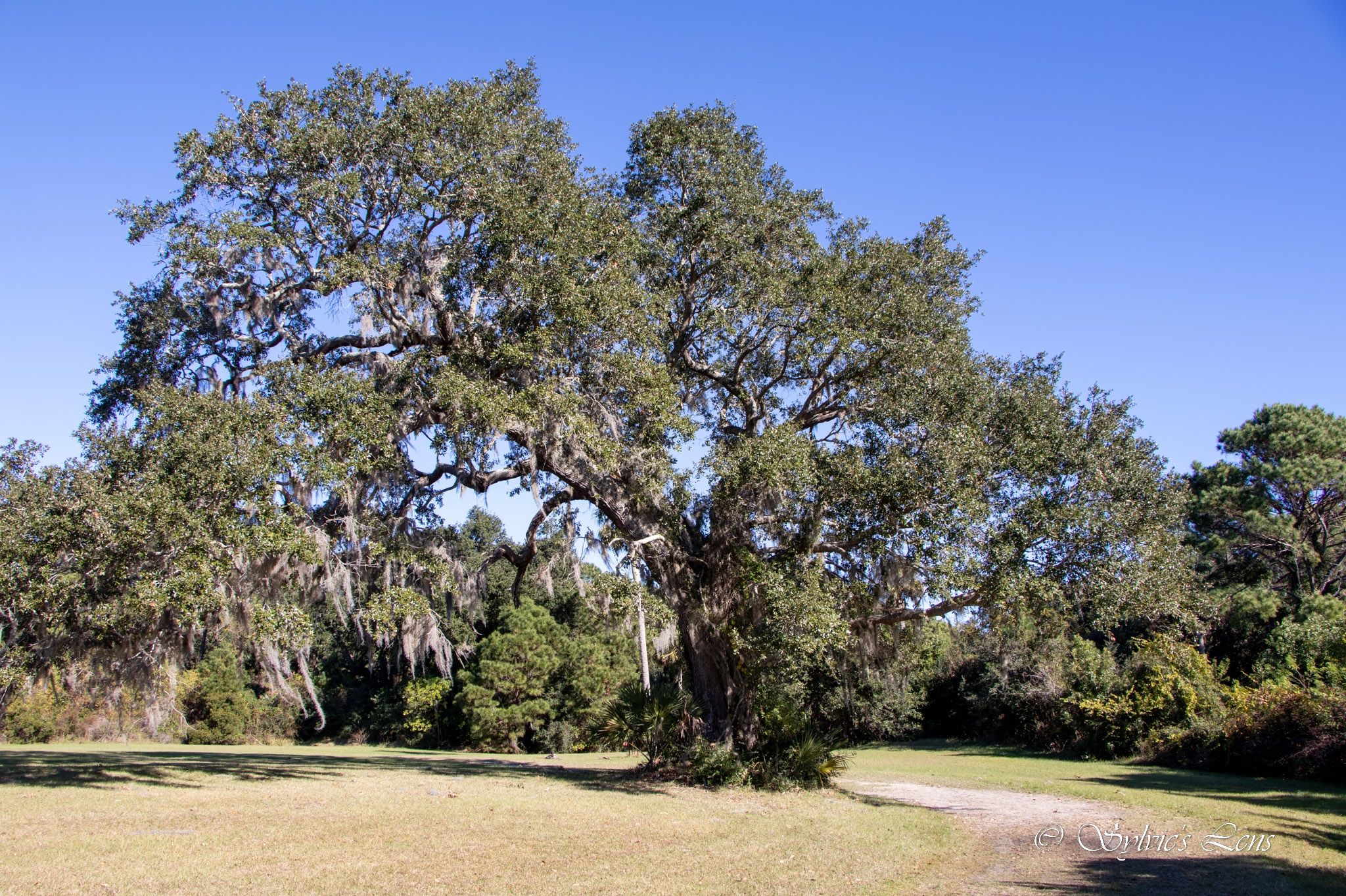 Cape Romain National Wildlife Refuge, SC – Sylvie's Adventures
