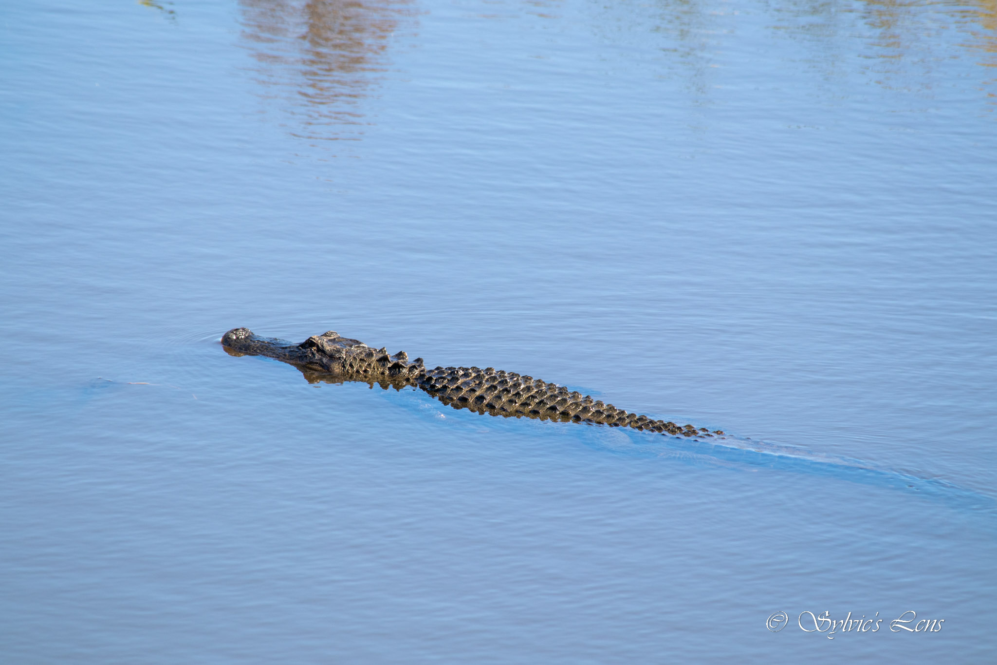 Cape Romain National Wildlife Refuge, SC – Sylvie's Adventures