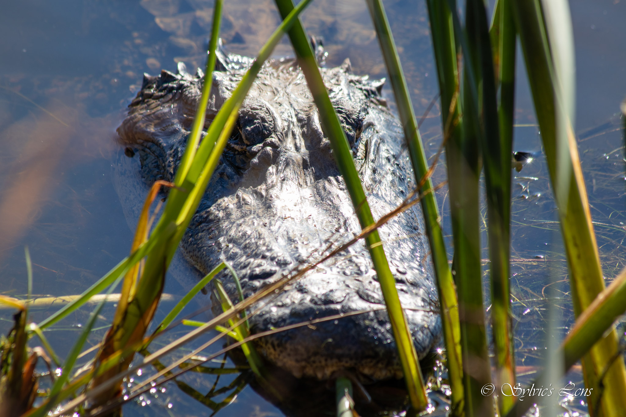 Cape Romain National Wildlife Refuge, SC – Sylvie's Adventures