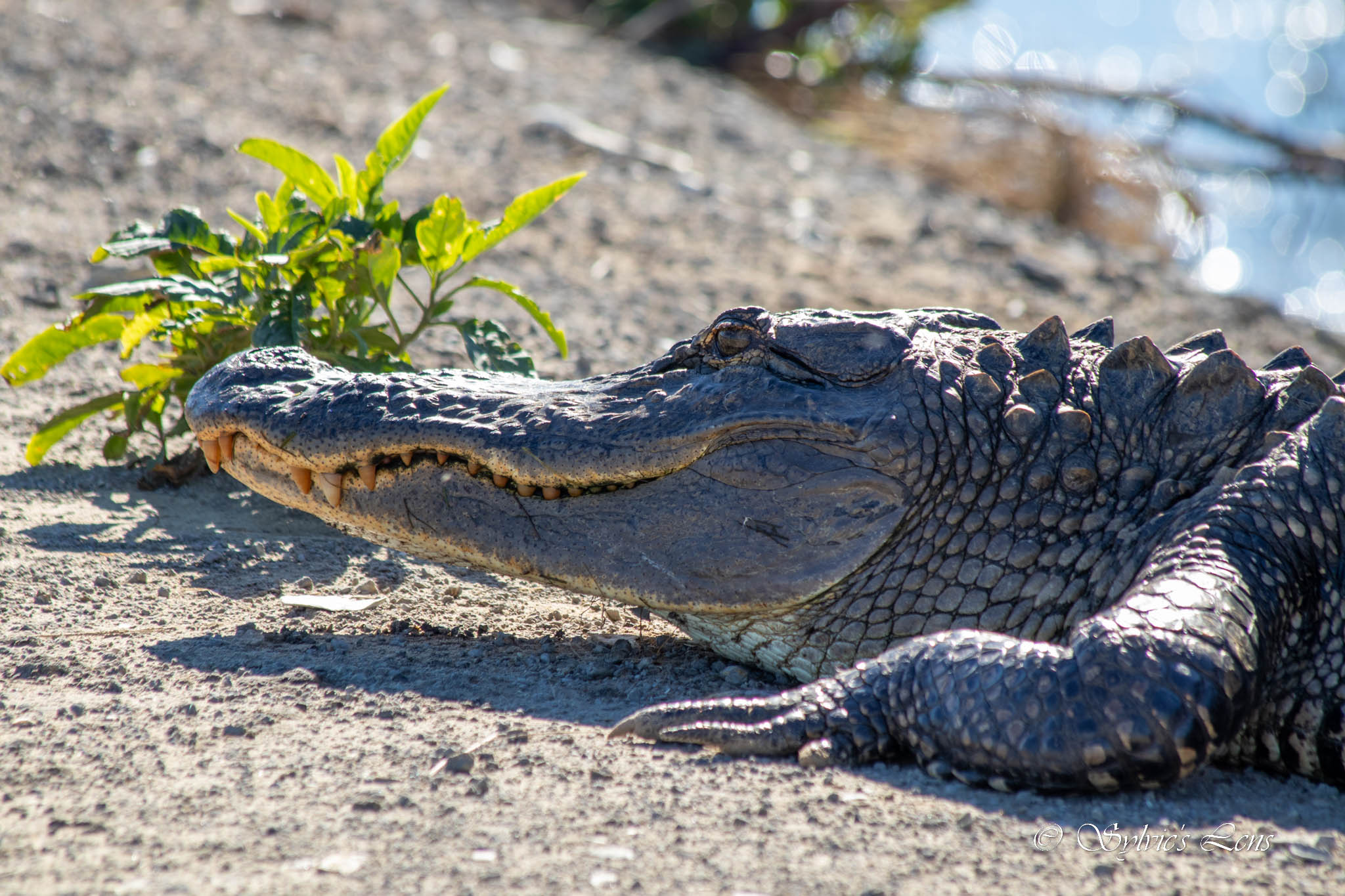 Cape Romain National Wildlife Refuge, SC – Sylvie's Adventures