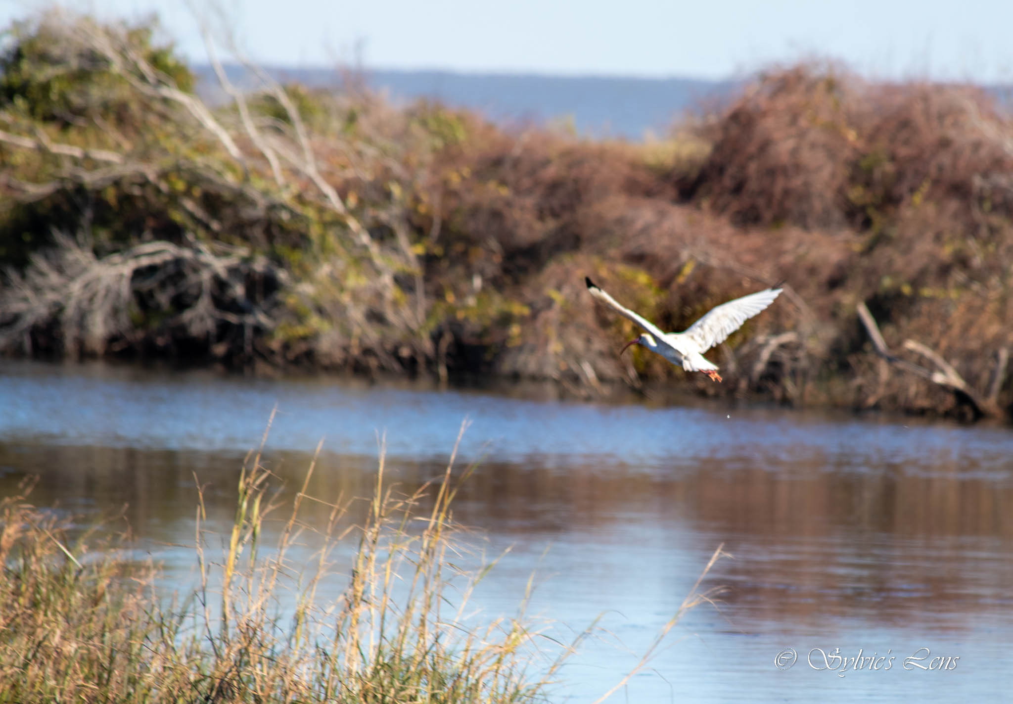 Cape Romain National Wildlife Refuge, SC – Sylvie's Adventures