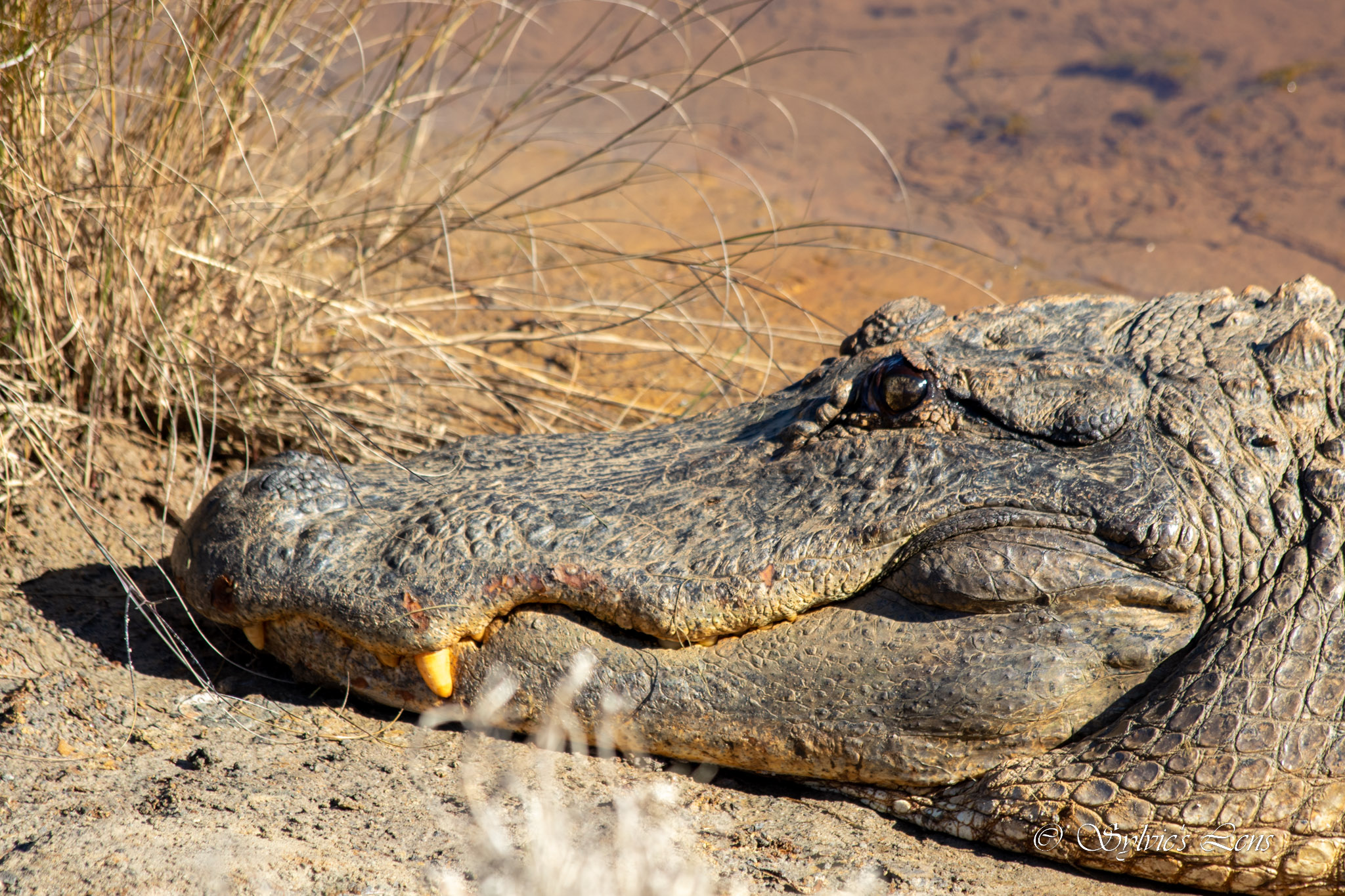 Cape Romain National Wildlife Refuge, SC – Sylvie's Adventures