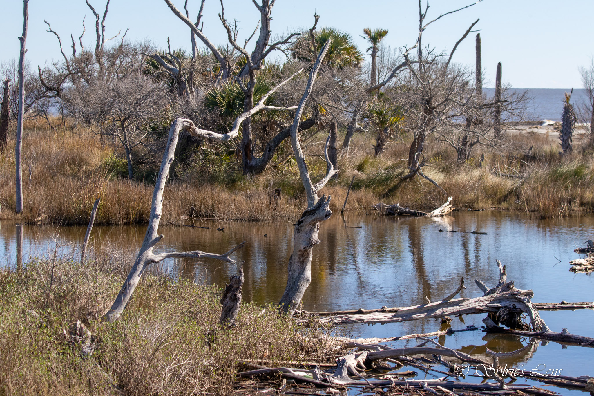 Cape Romain National Wildlife Refuge, SC – Sylvie's Adventures