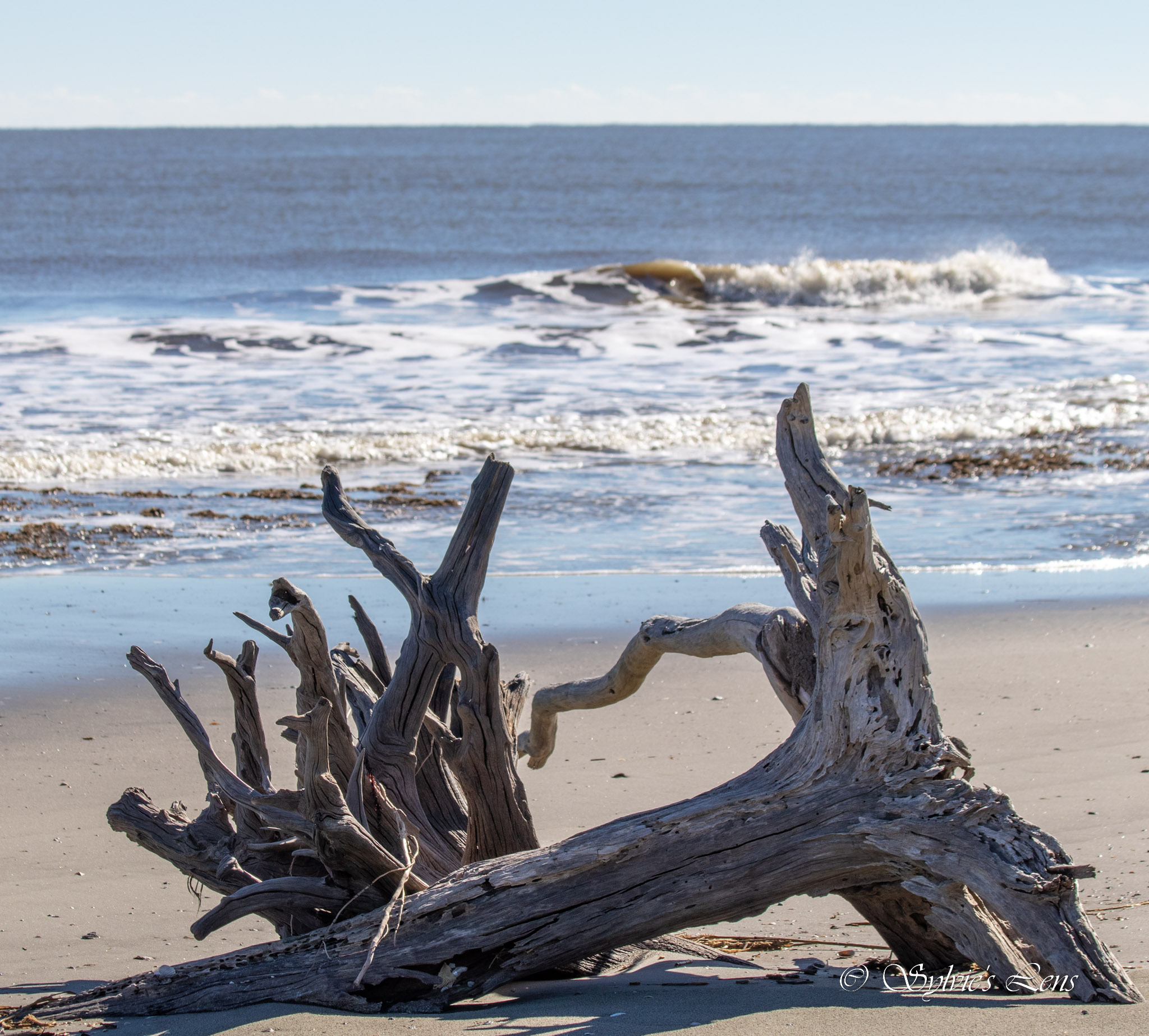 Cape Romain National Wildlife Refuge, SC – Sylvie's Adventures