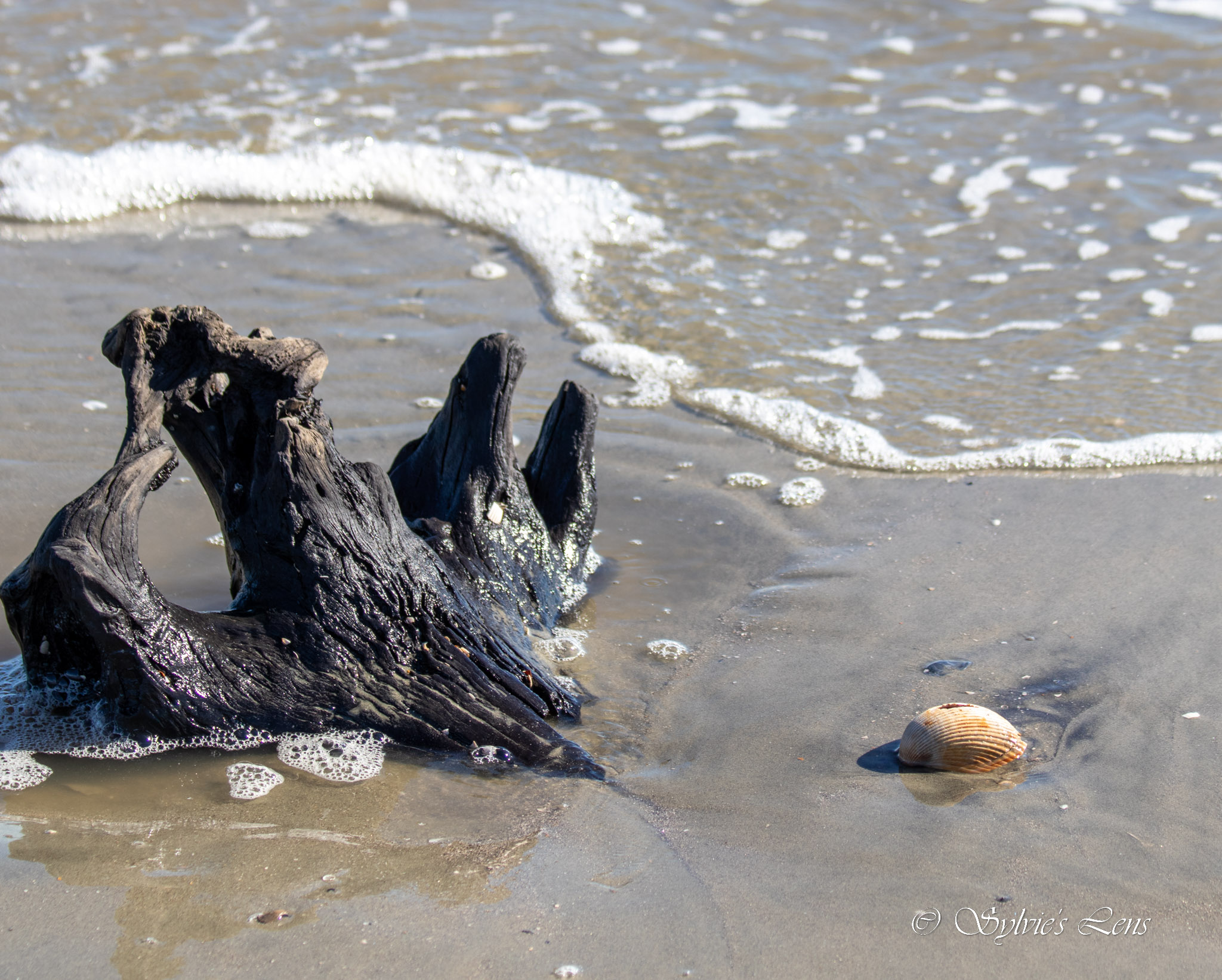 Cape Romain National Wildlife Refuge, SC – Sylvie's Adventures