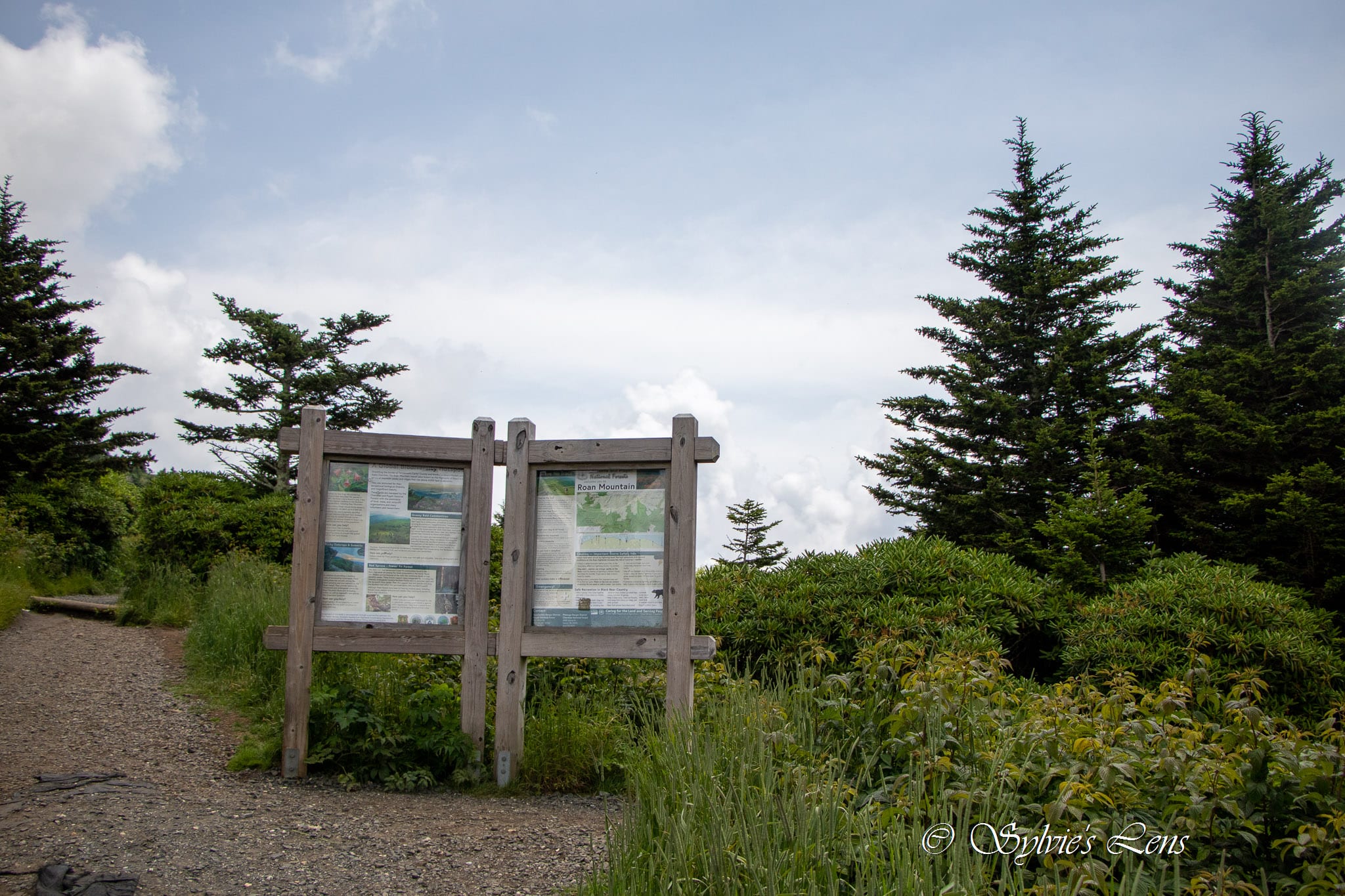 Jane Bald via Appalachian Trail, TN - Sylvie's Adventures