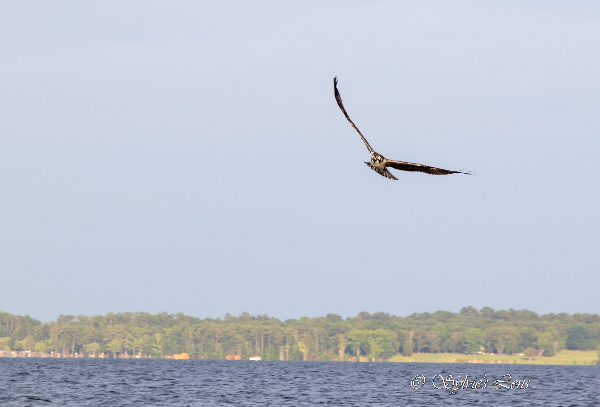 Purple Martins, Ospreys and Sunset on Lake Murray, SC – Sylvie's Adventures