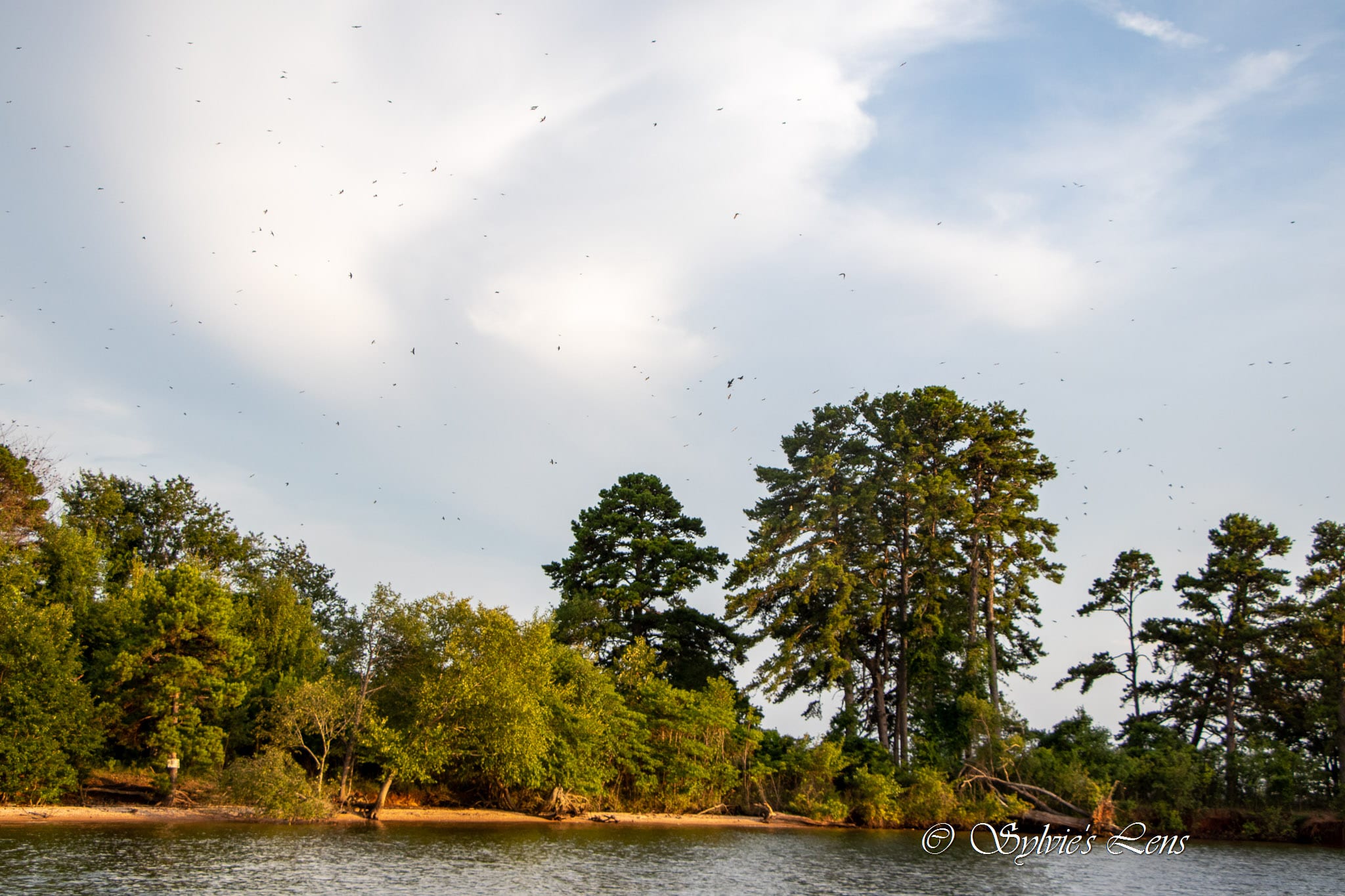 Purple Martins, Ospreys and Sunset on Lake Murray, SC - Sylvie's Adventures