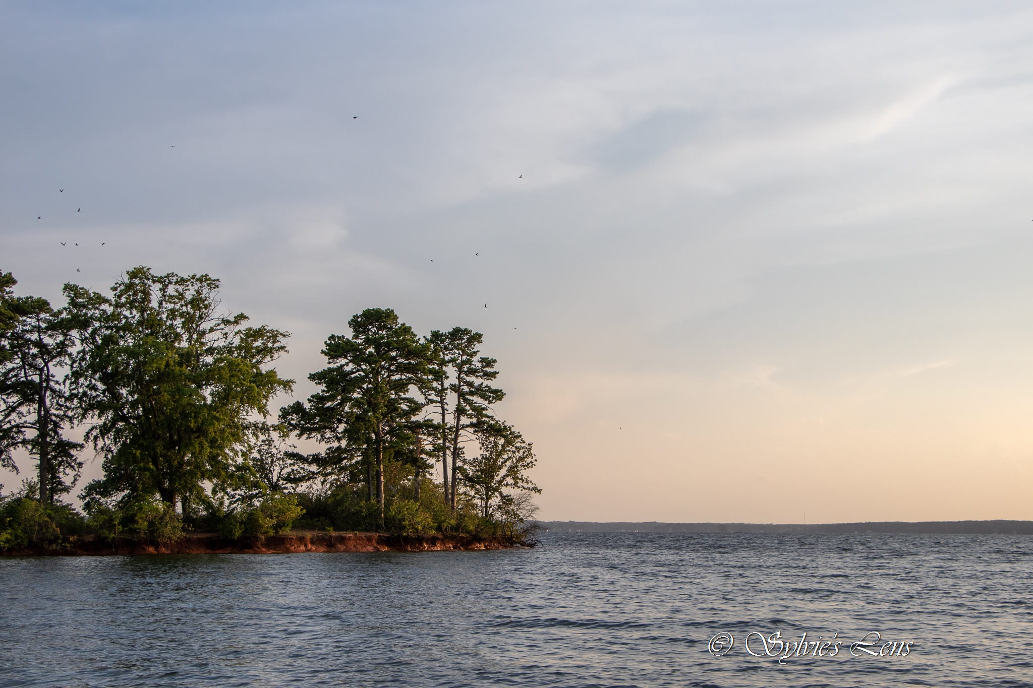 Purple Martins, Ospreys and Sunset on Lake Murray, SC - Sylvie's Adventures