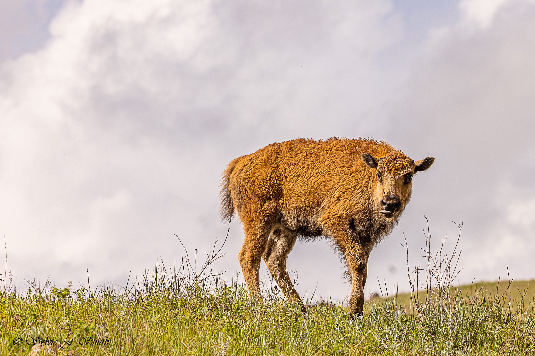 Custer State Park Wildlife Loop, SD – Sylvie's Adventures