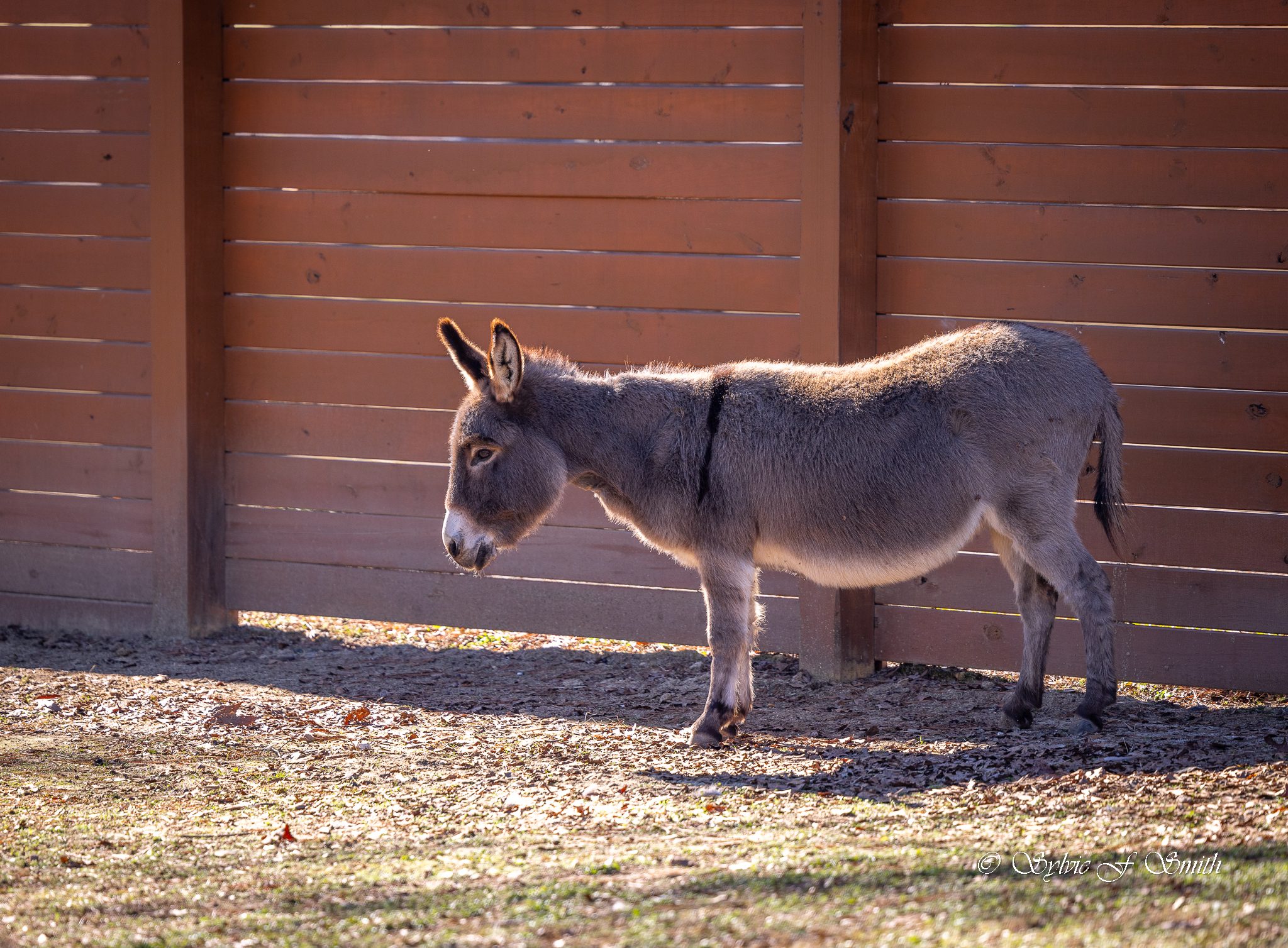 Goat Daddy’s Farm, SC – Sylvie's Adventures