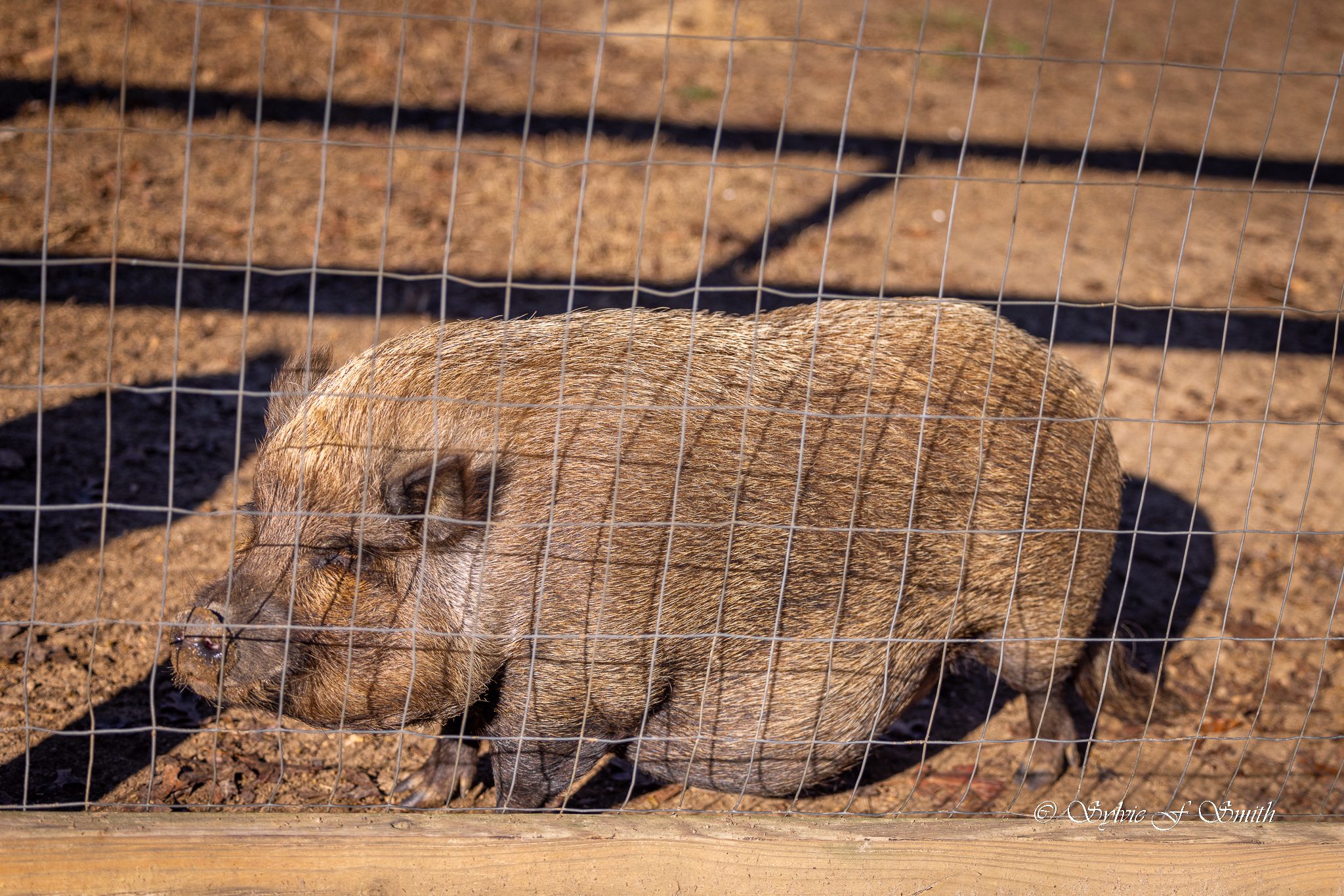 Goat Daddy’s Farm, SC – Sylvie's Adventures