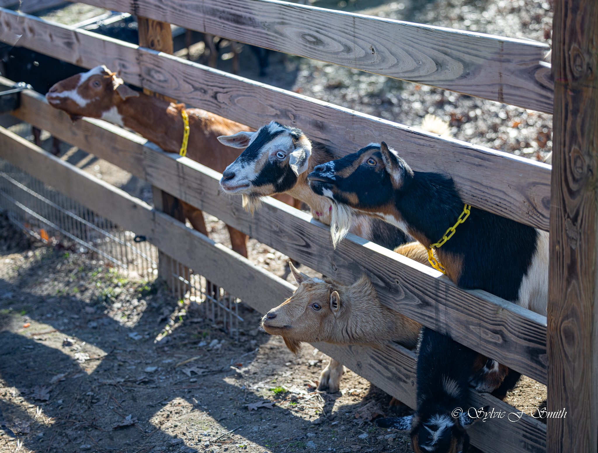 Goat Daddy’s Farm, SC – Sylvie's Adventures