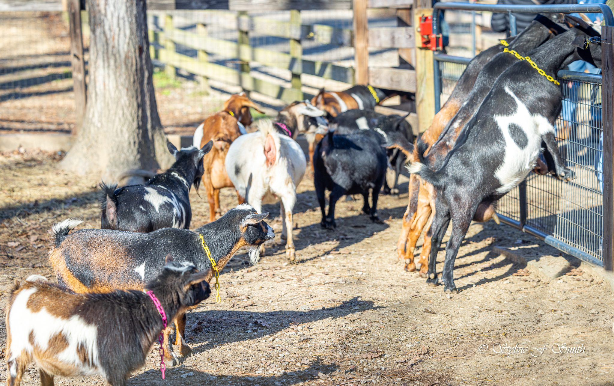Goat Daddy’s Farm, SC – Sylvie's Adventures