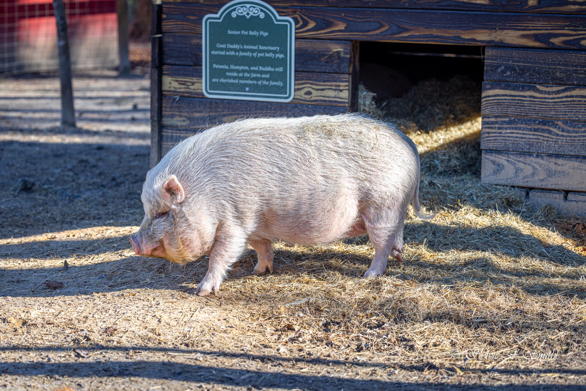 Goat Daddy’s Farm, SC – Sylvie's Adventures