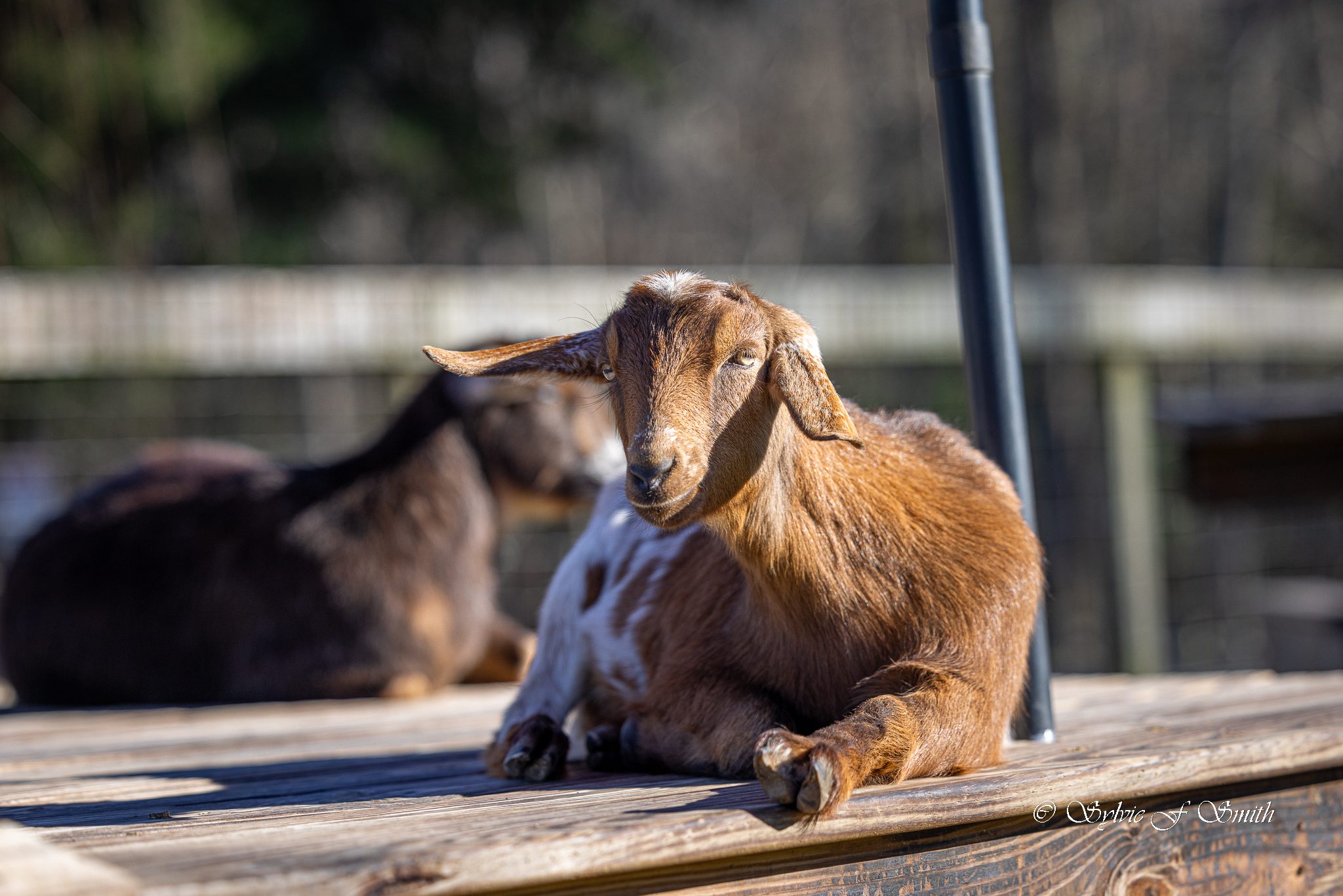 Goat Daddy’s Farm, SC – Sylvie's Adventures