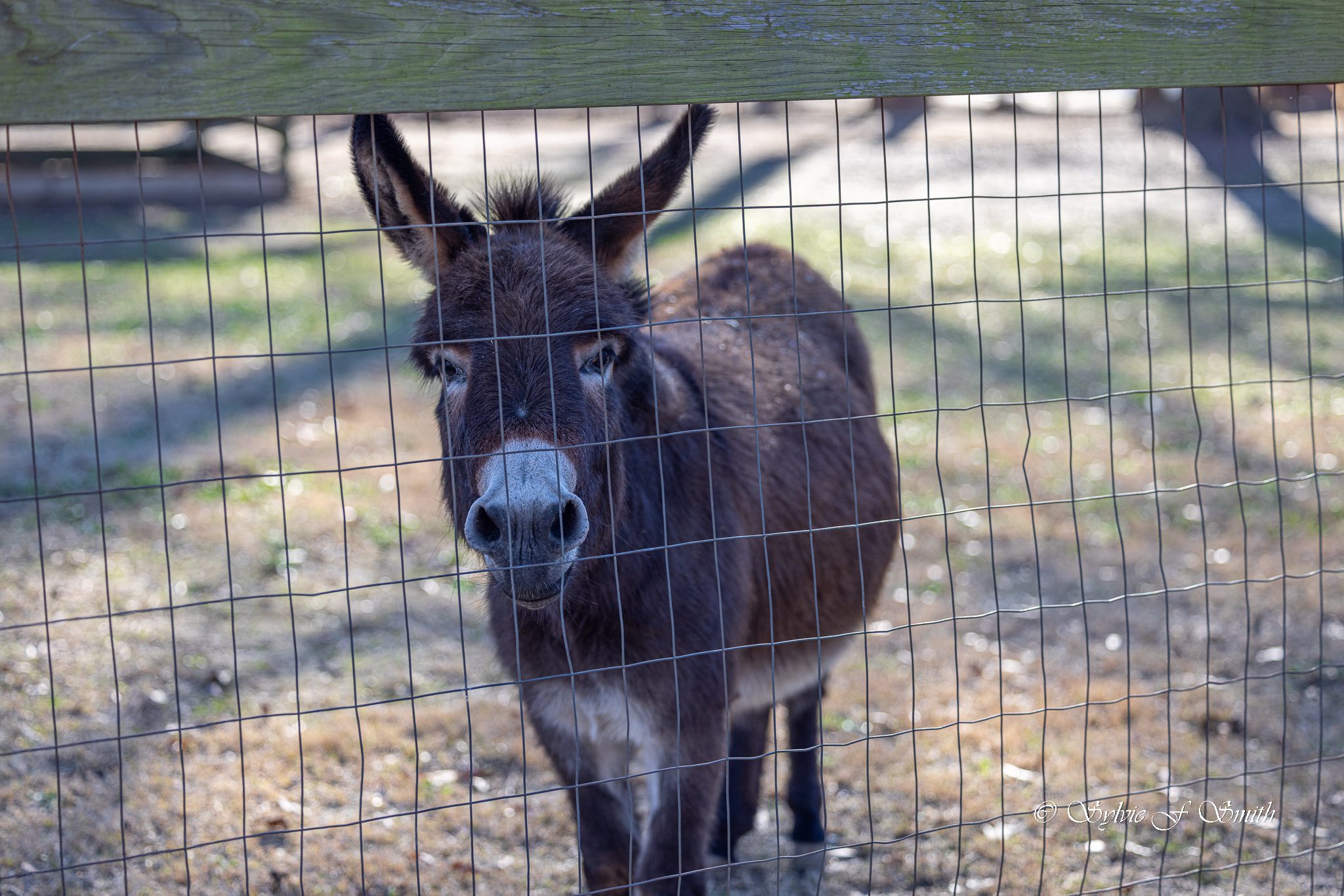 Goat Daddy’s Farm, SC – Sylvie's Adventures