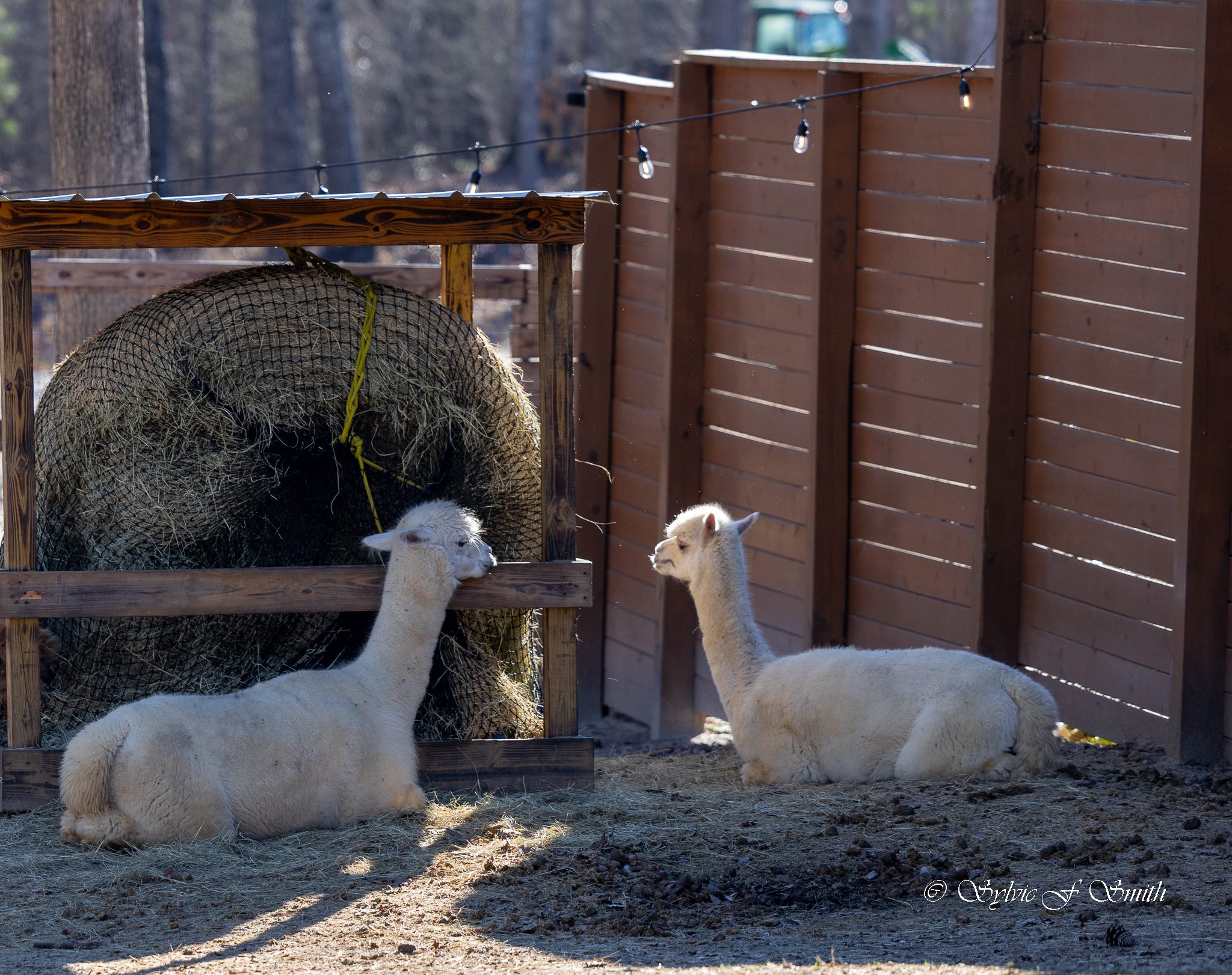 Goat Daddy’s Farm, SC – Sylvie's Adventures